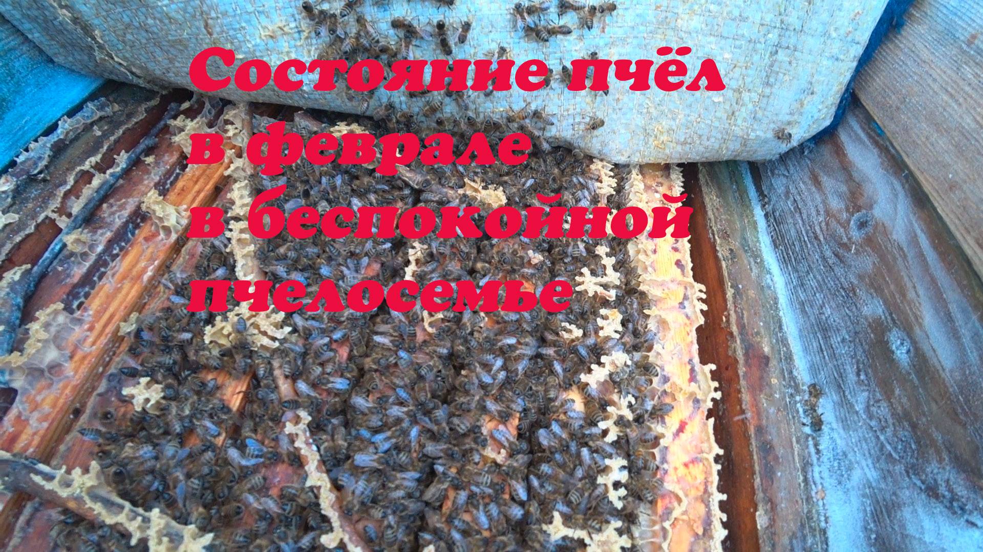 ПРИШЛИ МОРОЗЫ В ФЕВРАЛЕ, СОСТОЯНИЕ ПЧЕЛОСЕМЬИ, КОТОРАЯ ПОГНАЛА РАСПЛОД.