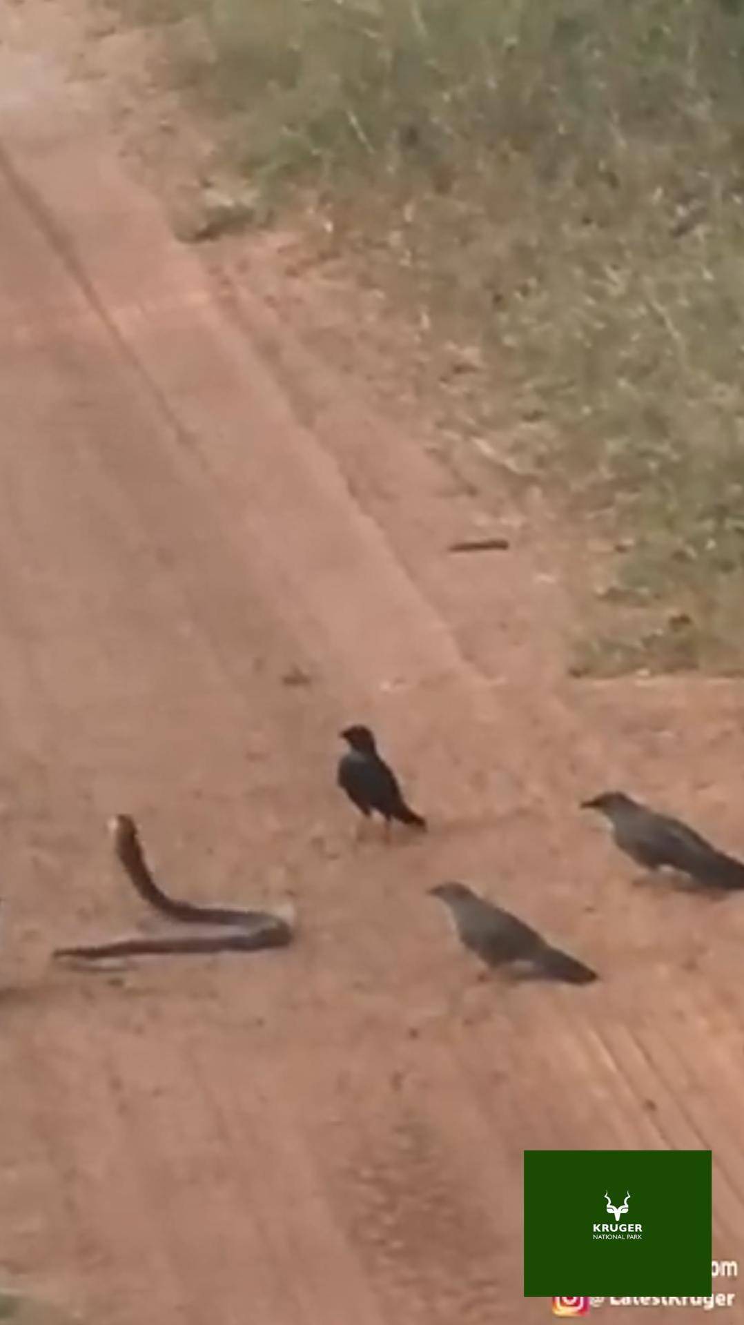 Angry birds
Отблагодарить автора:
4276 3800 4614 2027
СБЕР
#angrybirds #злыептицы #птицы #змея