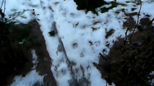 22 11 2016г. Применили лак мастику. посевы косточек и саженцы.