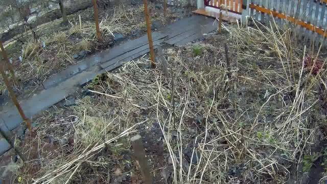 20 05 2017г дельфиниумы ч 2 маленькие хитрости при выращивании.