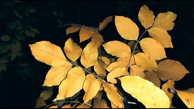 А  Толстой  Средь шумного бала, случайно #стихиолюбви #поэты19века