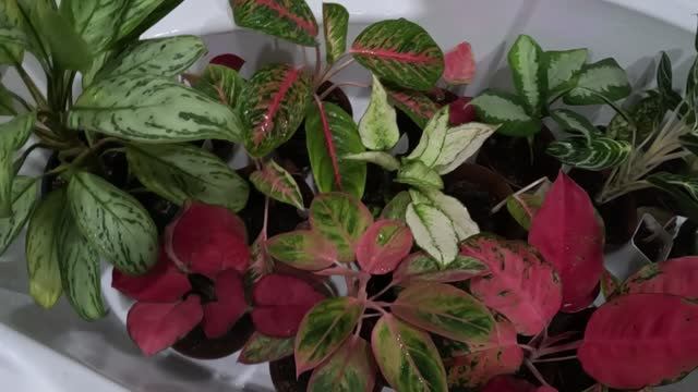 Осенью полезно обработать комнатные растения Актарой.