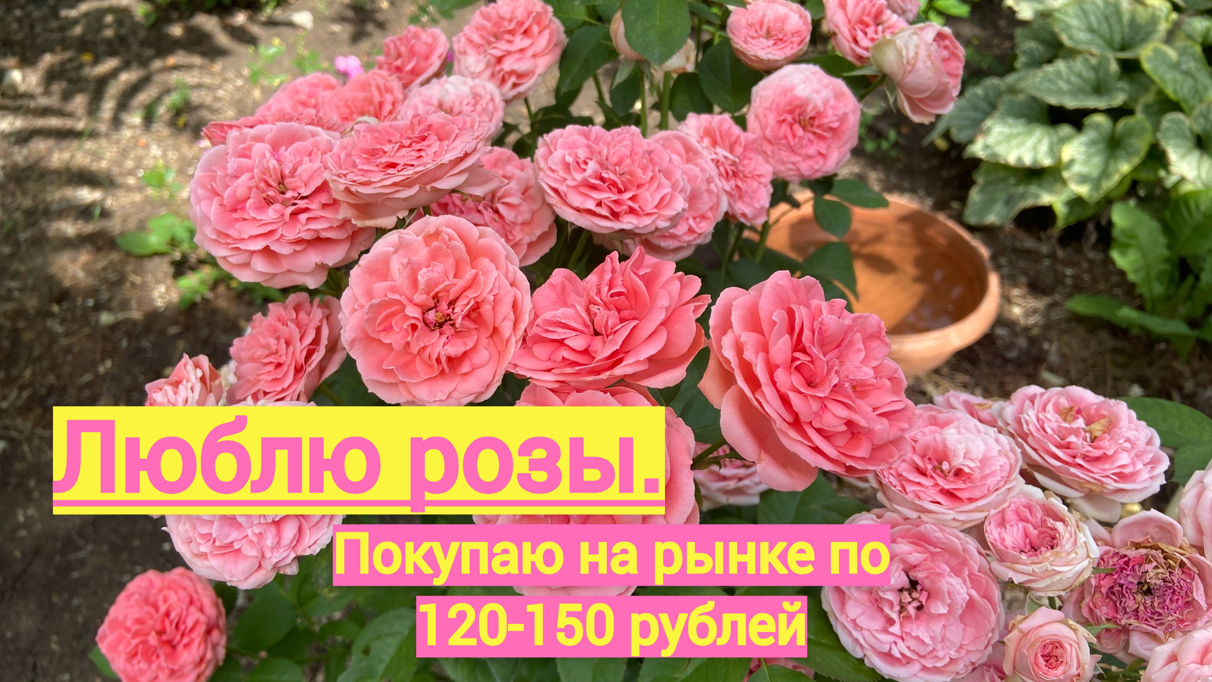 Покупаю саженцы роз за копейки! Главное - прививку заглубляем на 5-7 см, не слушая торговцев