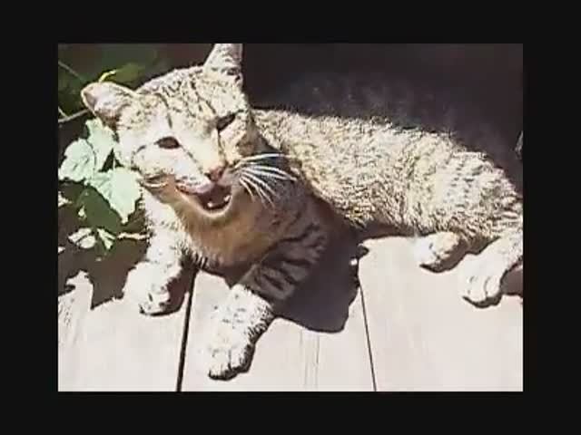 Голодный КОТ - russian CAT на даче.