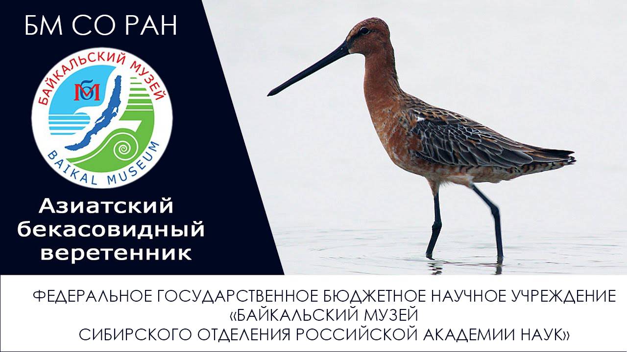 По страницам красной книги (Видео №1): АЗИАТСКИЙ БЕКАСОВИДНЫЙ ВЕРЕТЕННИК