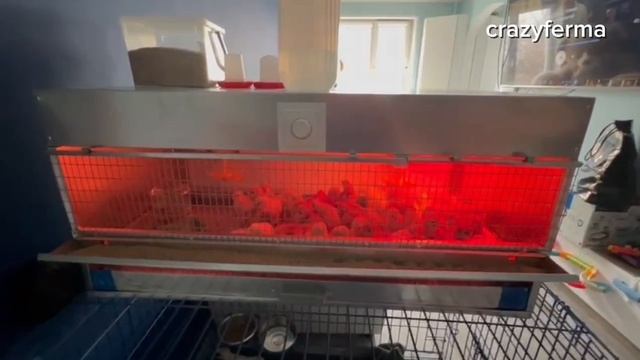 🐥Можно ли держать цыплят в квартире?