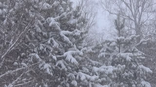 В снегопад всем не легко. Хабаровский кр. 2025г