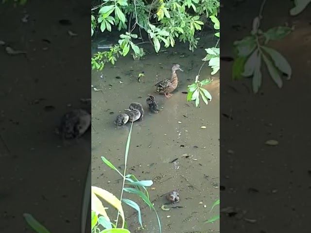 #shorts УТУШКИ КУПАЛИСЯ... КРАСОТЫ ПОДМОСКОВЬЯ. ОТДЫХАЕМ... "ФАКЕЛ ГЕКАТЫ. ЛОЛИТА". Видео № 307