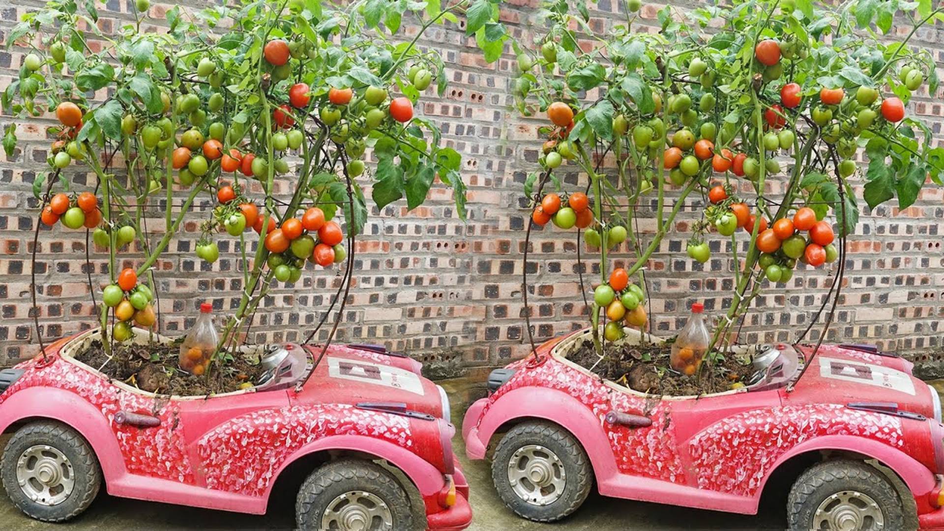 Как вырастить помидоры из кухонных отходов, чтобы получить высокий урожай, много сочных плодов