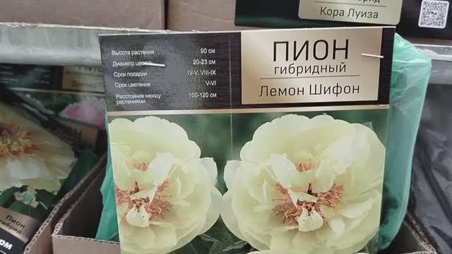 Дорогие люксовые пионы. 2025 год. Февраль. Обзор пионов.