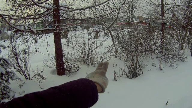 30 12 2018г конкуренция у деревьев и поросль.