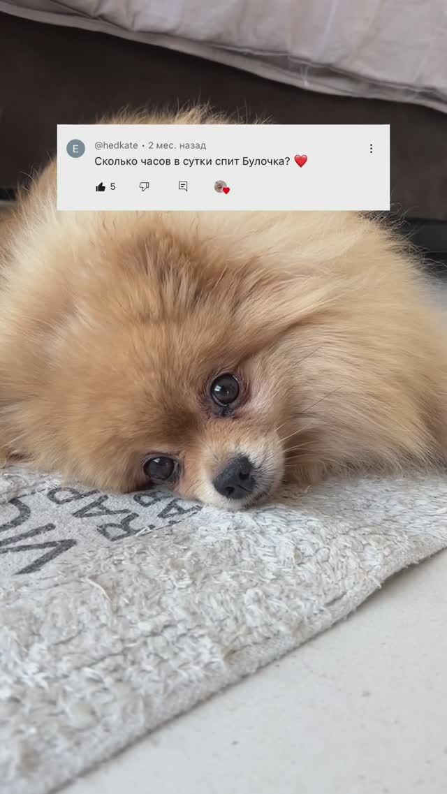 Сколько часов в сутки спит Бася?