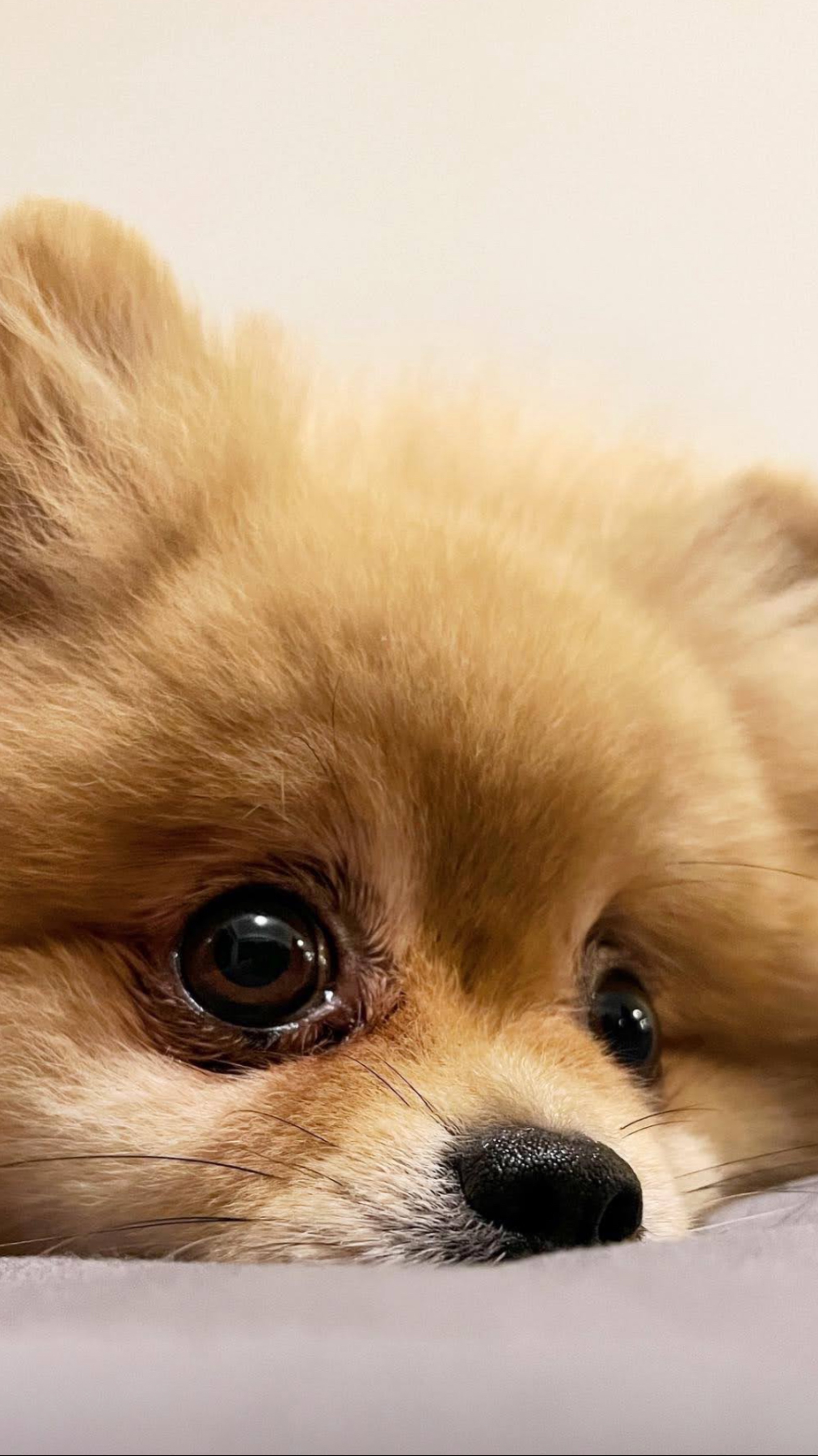 Получится ли уговорить Басю поспать после будильника?