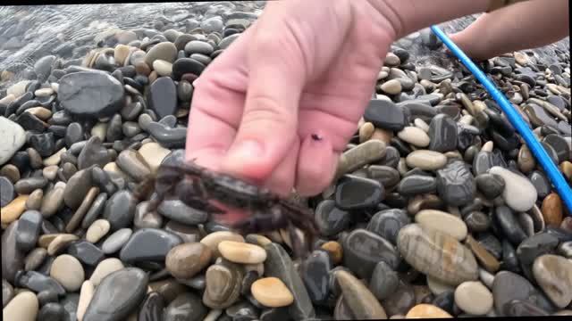 Свободу крабам!