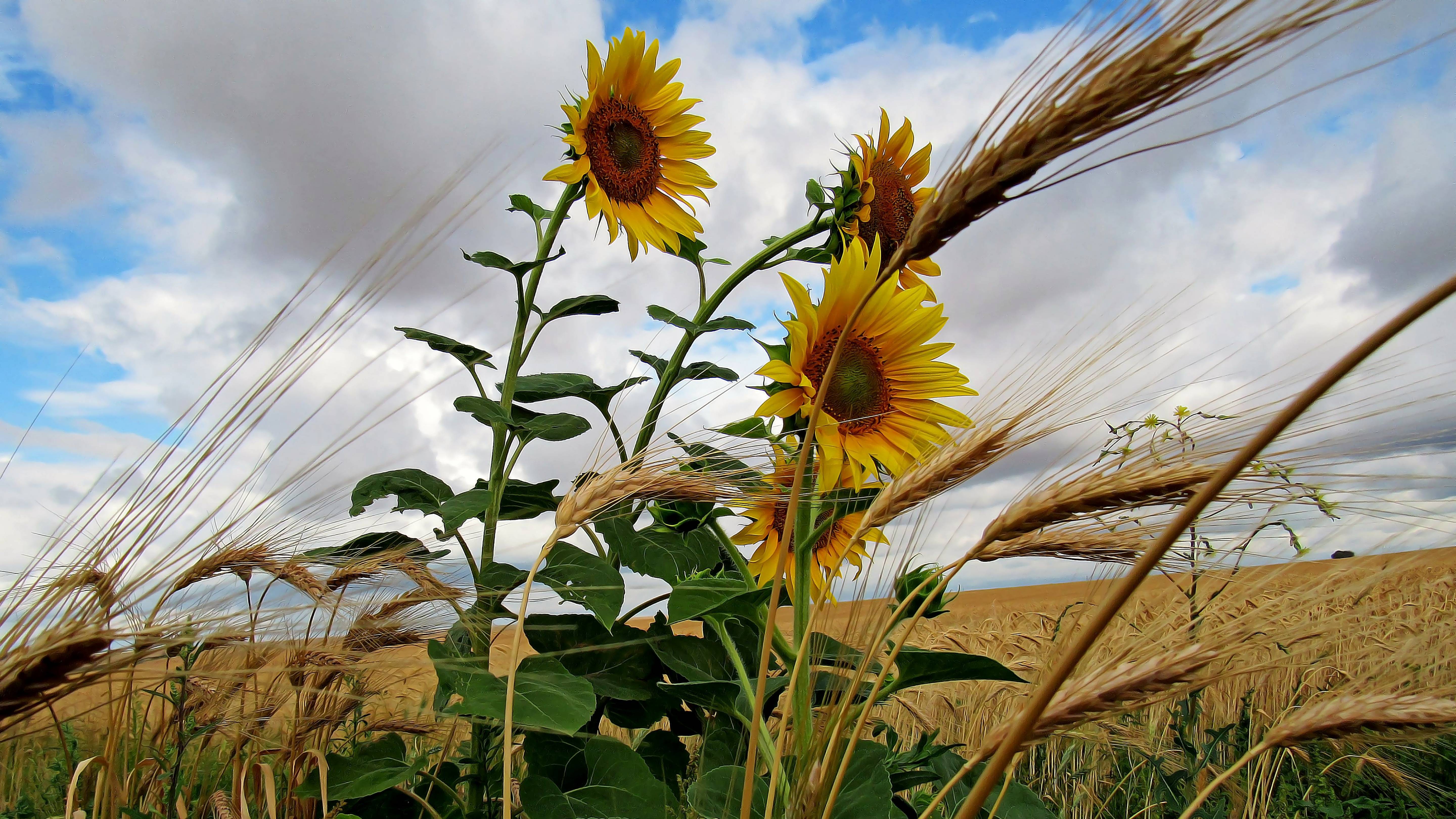 Помните(отрывок из поэмы Р,Рождественского Реквием)-читает Н.Сигайлов