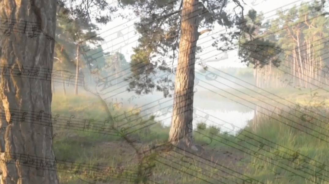 Лес и Музыка Чилл Хаус ( chill house ). Сборник прекрасных видов Лесных полян и чащ и лёгкая музыка