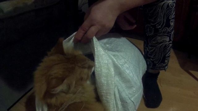 рыжик просит поиграть.с ним . 2017г.