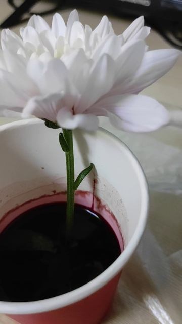 Как покрасить цветы в домашних условиях