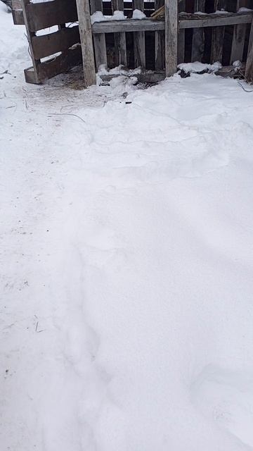 поросенок муха