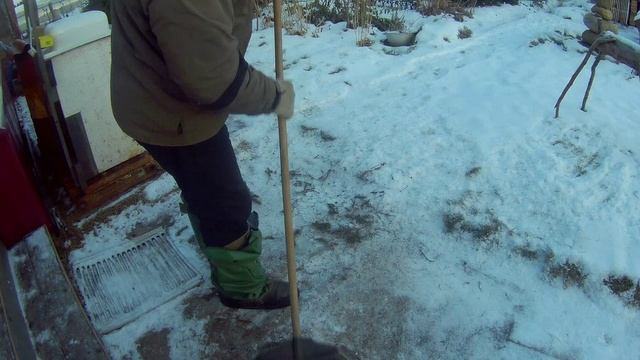 20 11 2017г укрываем  саженцы. Ждем морозы.