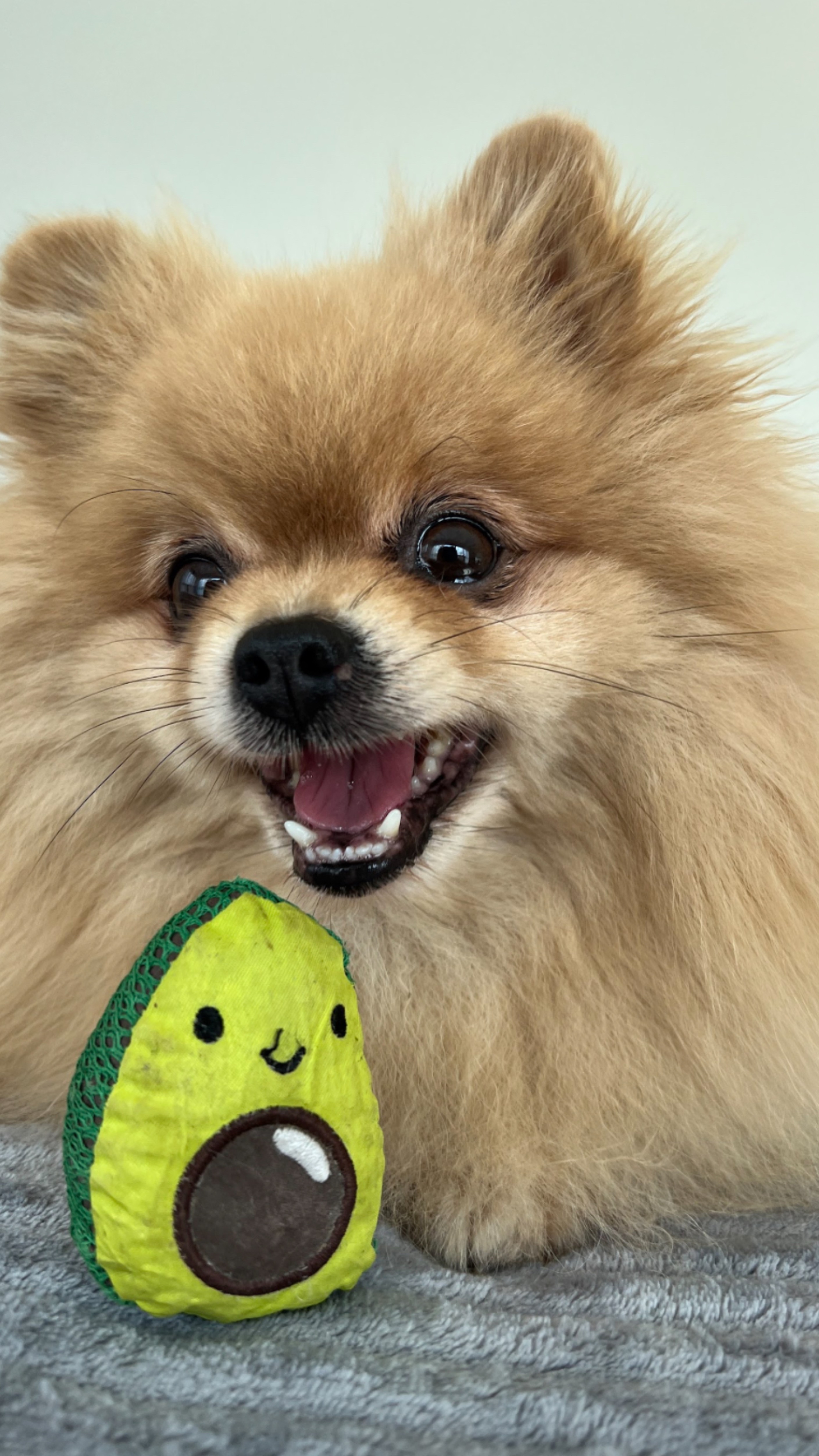 Хитрый авокадыш противостоит Басеньке!