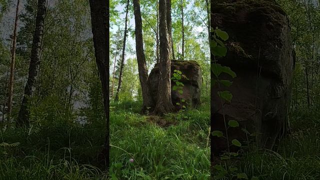 Камень или дерево? Что победит?