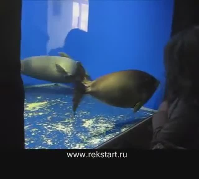 НЕРПЫ -  ЖИВОТНЫЕ в водах Байкала