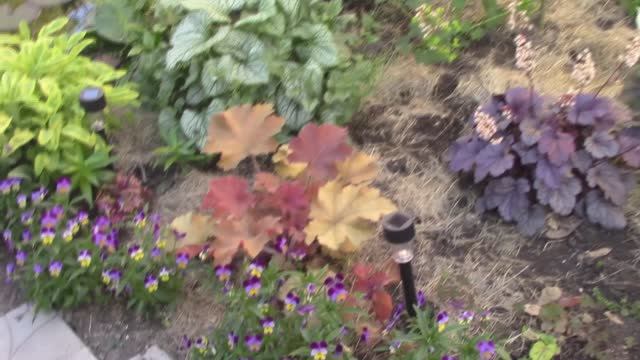 Анютины глазки.