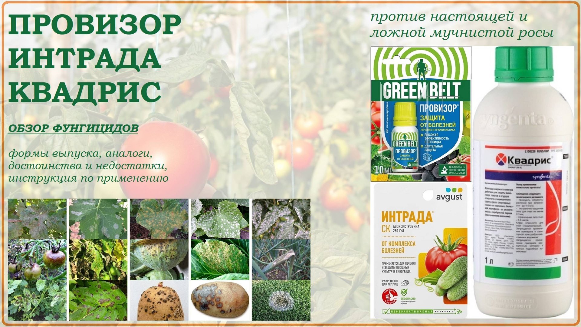 Провизор, Интрада, Квадрис- хорошие средства от болезней овощей и винограда. Обзор фунгицидов 2025