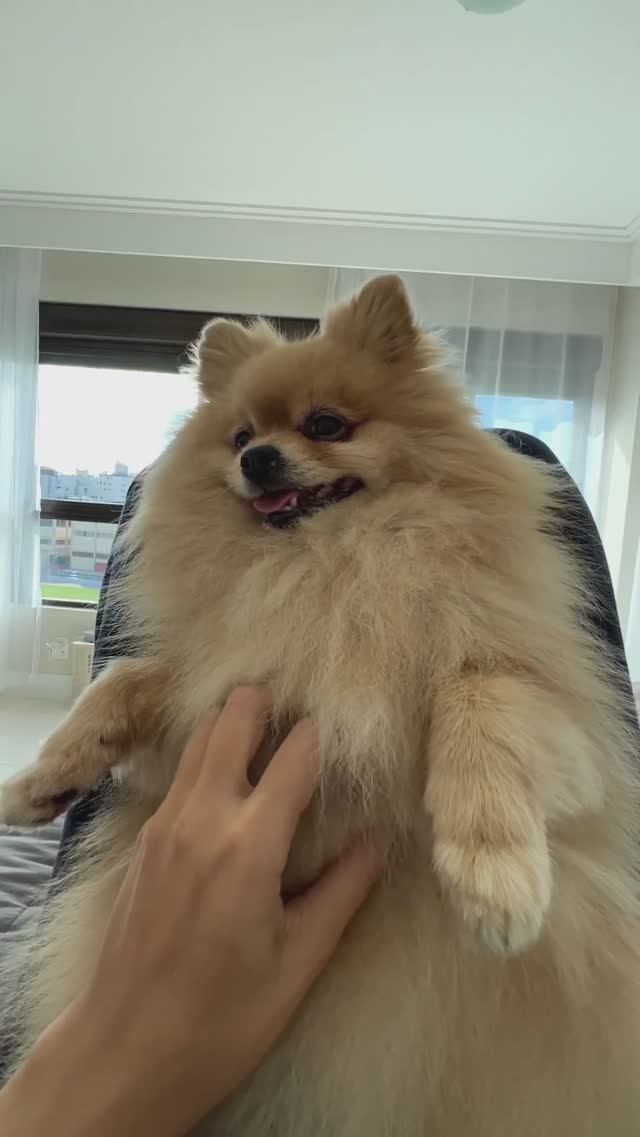 Бася показывает зубки по команде!