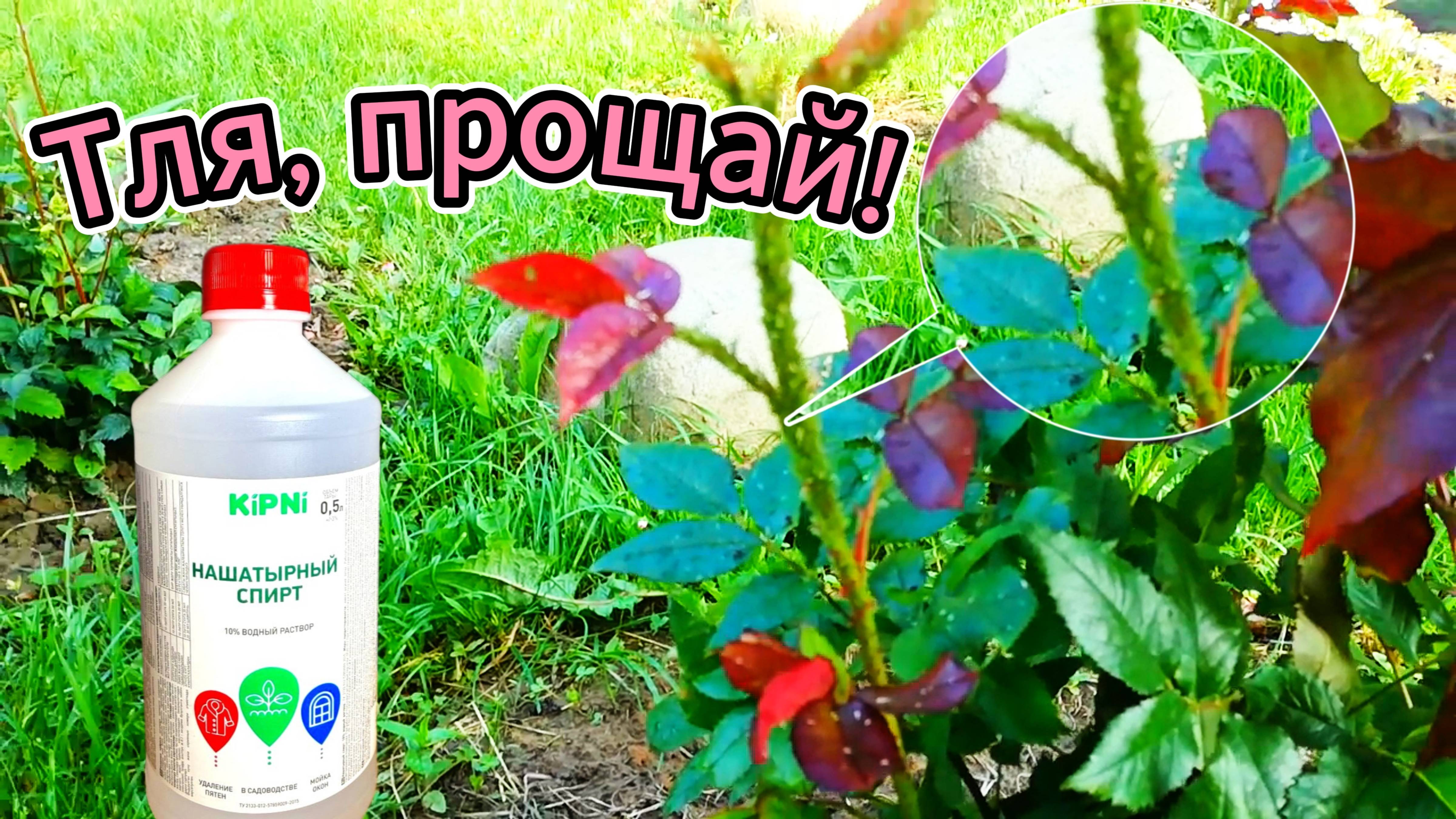 Тля Вас больше не побеспокоит