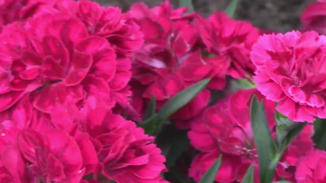 Розы и гвоздики