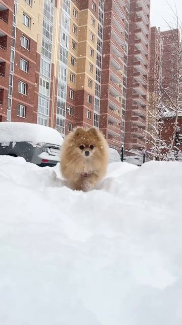 До весны осталось 17 дней!