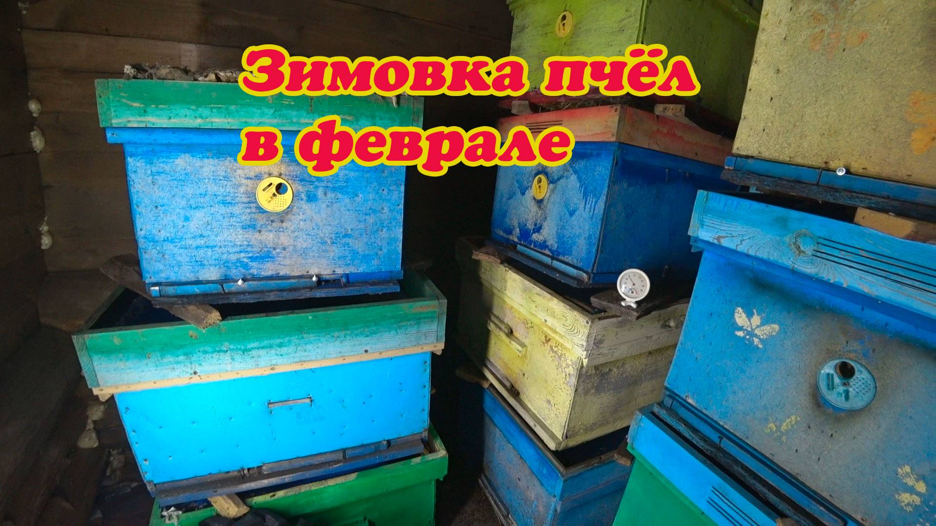 ЗИМОВКА ПЧЁЛ В ФЕВРАЛЕ В ЗИМОВНИКАХ И В ПОДПОЛЕ ДОМА.