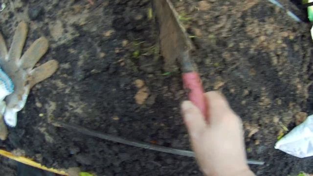 тюльпаны нарциссы крокусы пушкинии в два яруса посадка. 10 10 2017г