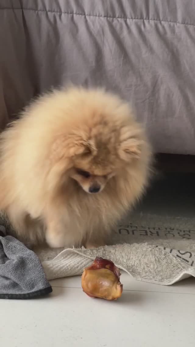 У Баси самая вкусная в мире кость!