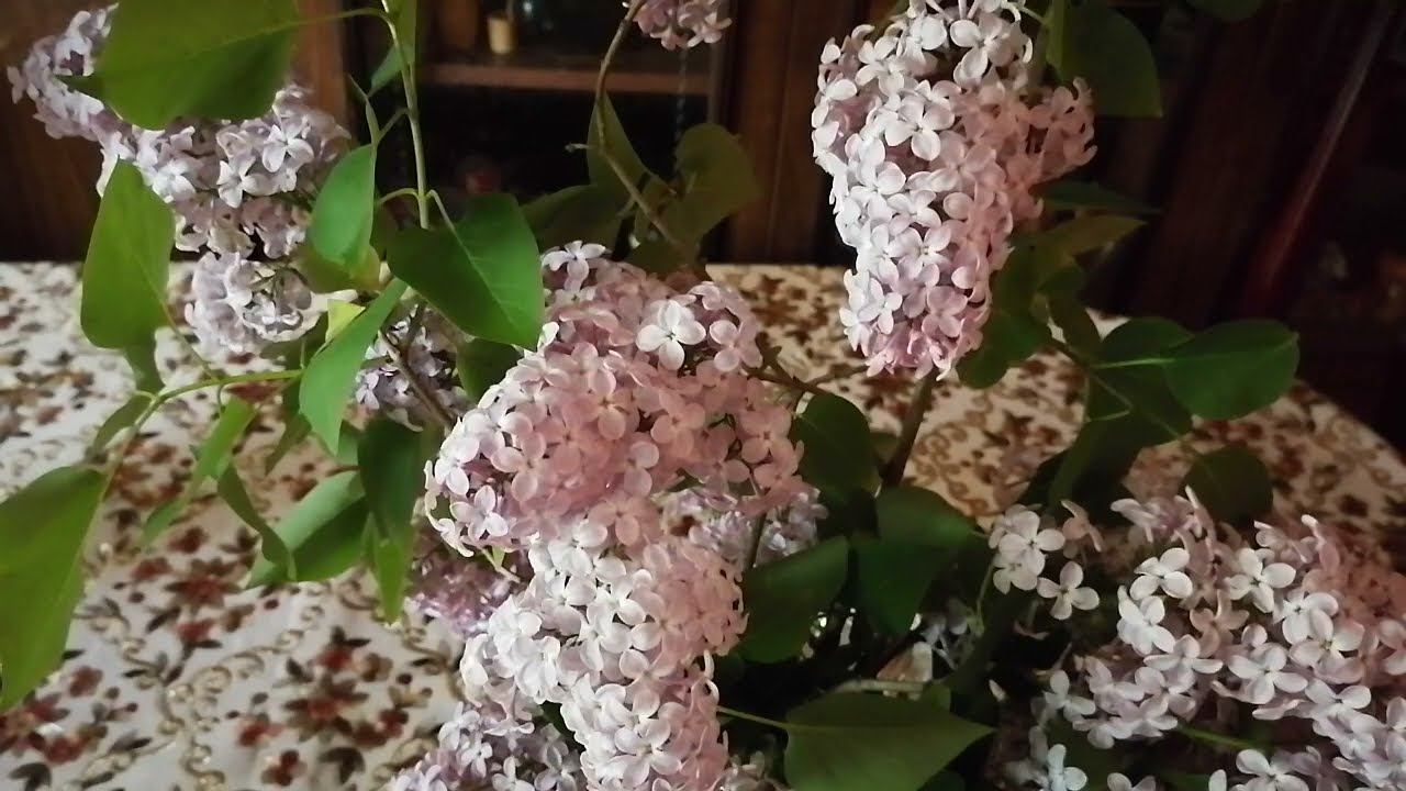 ПОЧЕМУ РИТУАЛЫ НЕ СРАБАТЫВАЮТ. «ФАКЕЛ ГЕКАТЫ. ТАРО, ОРАКУЛЫ, ЭЗОТЕРИКА, ИСТОРИЯ» ЛОЛИТА. Видео № 291