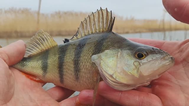 ОКУНЬ КРАСАВЧИК))НАЛОВИЛ НА ЖАРЕХУ ПОЛОСАТЫХ))