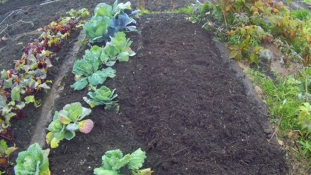 08 10 2017г. сидераты датура грядки