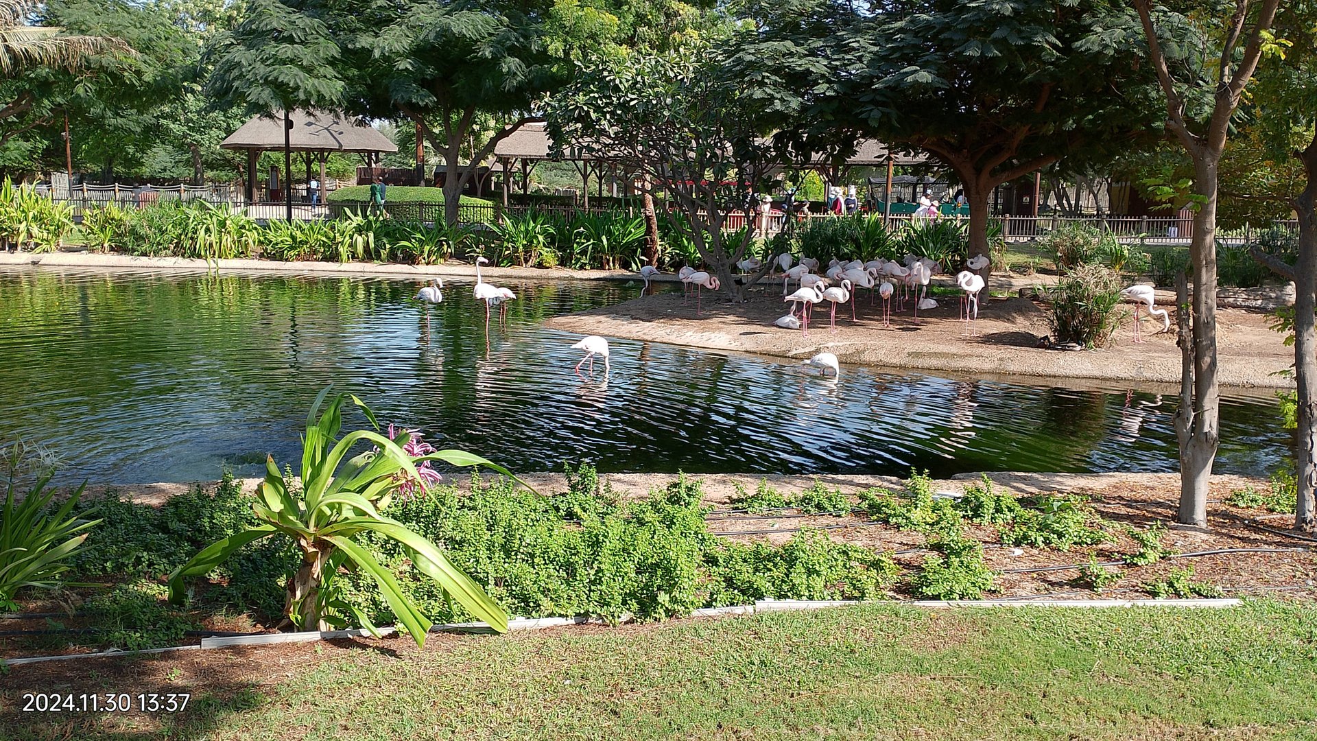 ОАЭ, Дубай, Сафари Парк, Dubai Safari Park, Zoo and Safari Park in Dubai (поездка на трамвайчике)