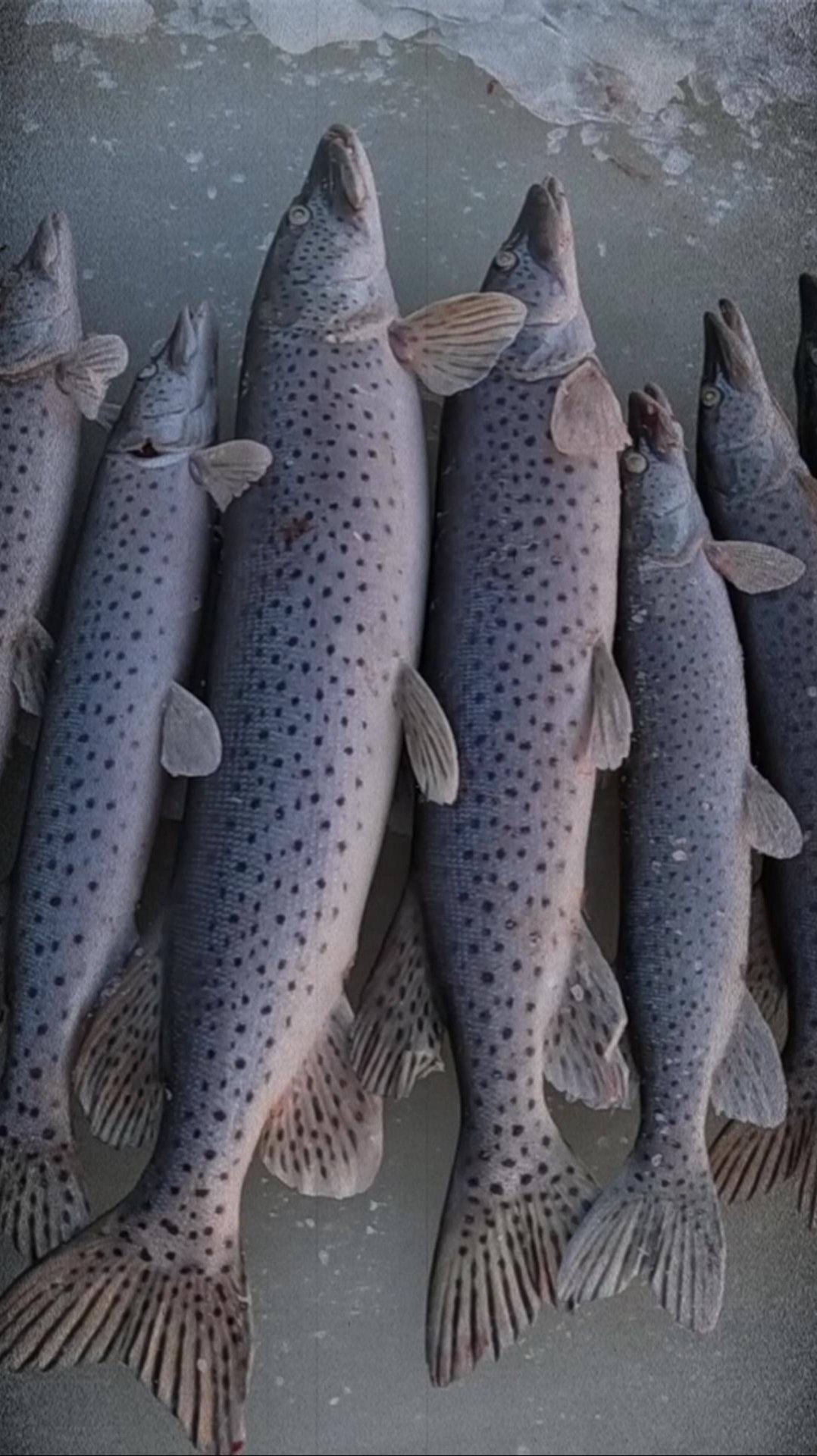 Амурская ЩУКА