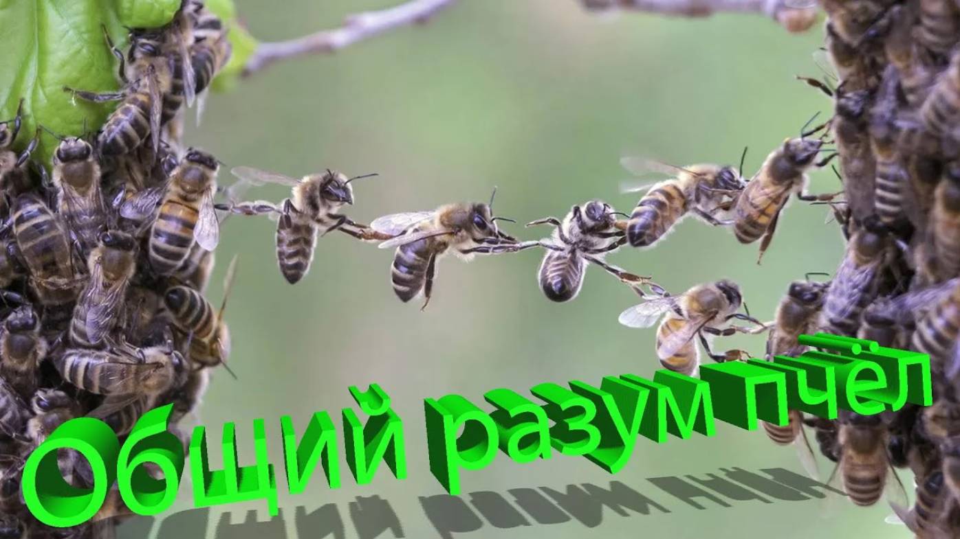 Профессор Кашковский: Чем больше пчел, тем лучше общий разум?