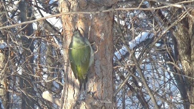 Седой или седоголовый дятел. мои наблюдения. Хабаровский кр. 2025г