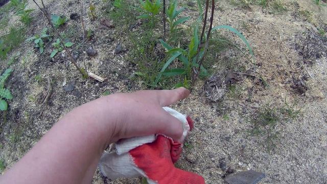 19 06 2018г осенней и весенней посадки саженцев. Гроза.
