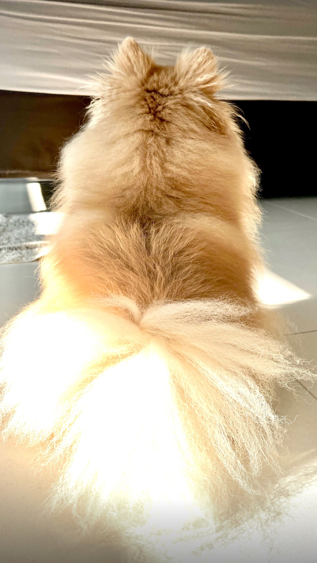 Бася нежится и просит почесываний!