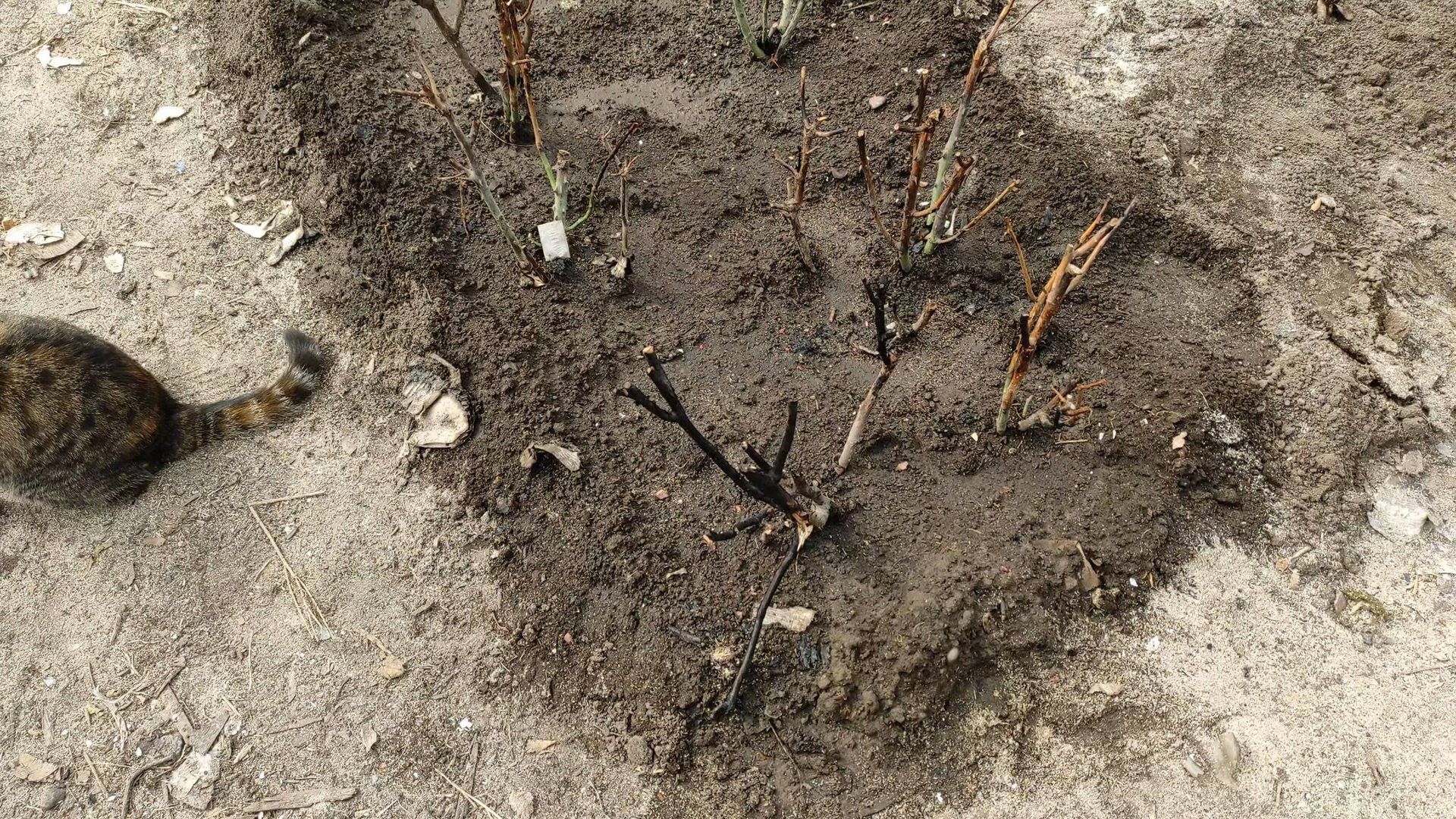 6 апреля 2022 - Теплица после пожара. Новые розы из Светофора и вторая теплица