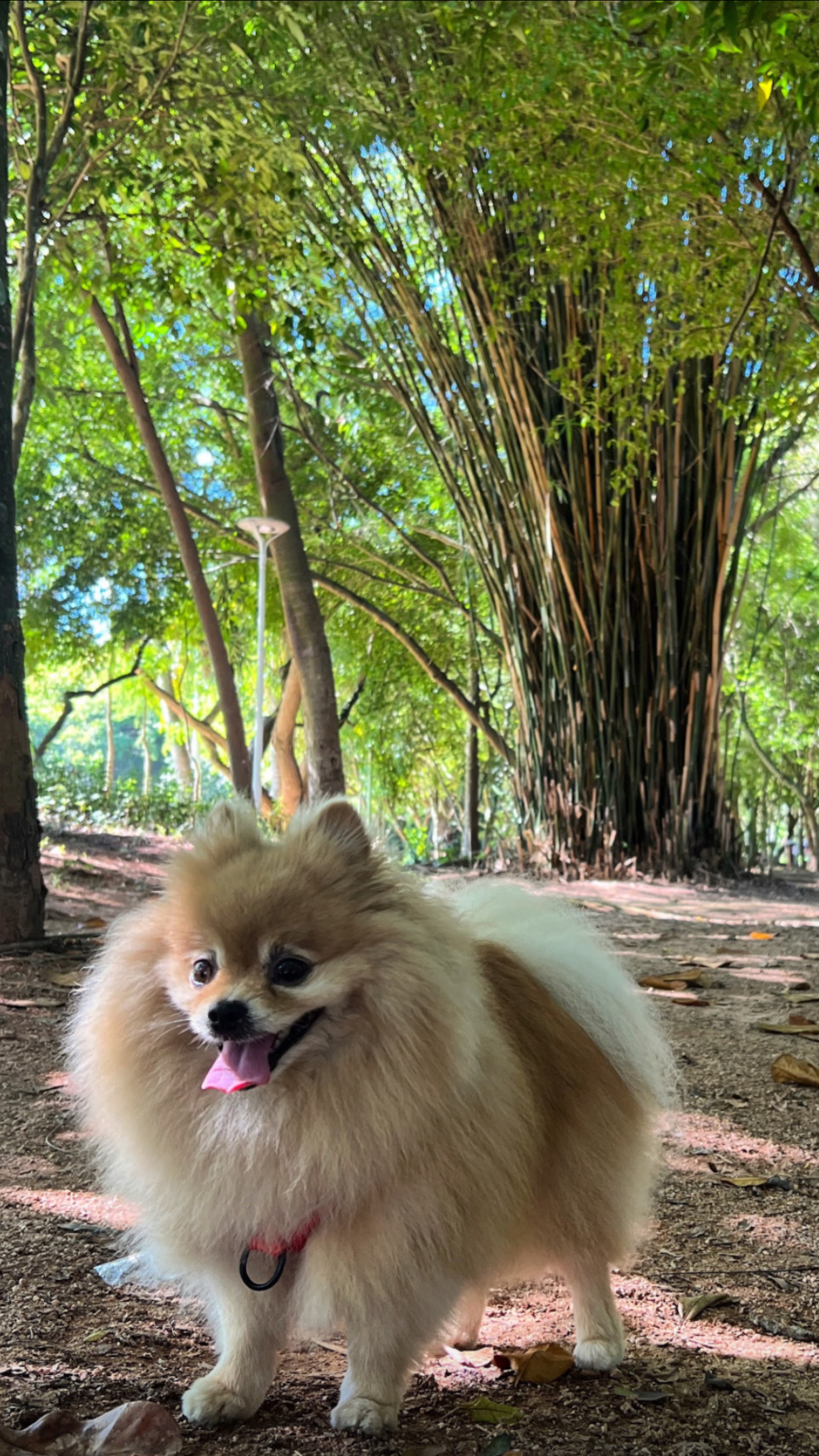 Шпицинка умеет передавать Валентинки!