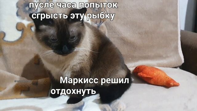 Новая игрушка котика