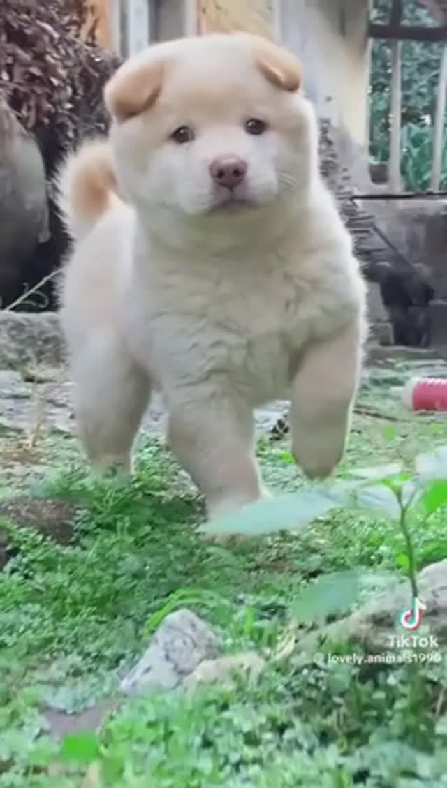 Сборник забавных и смешных видео о домашних животных – Эпизод 25