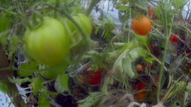 16 09 2018г помидоры урожай ,арбуз Шуга бейби